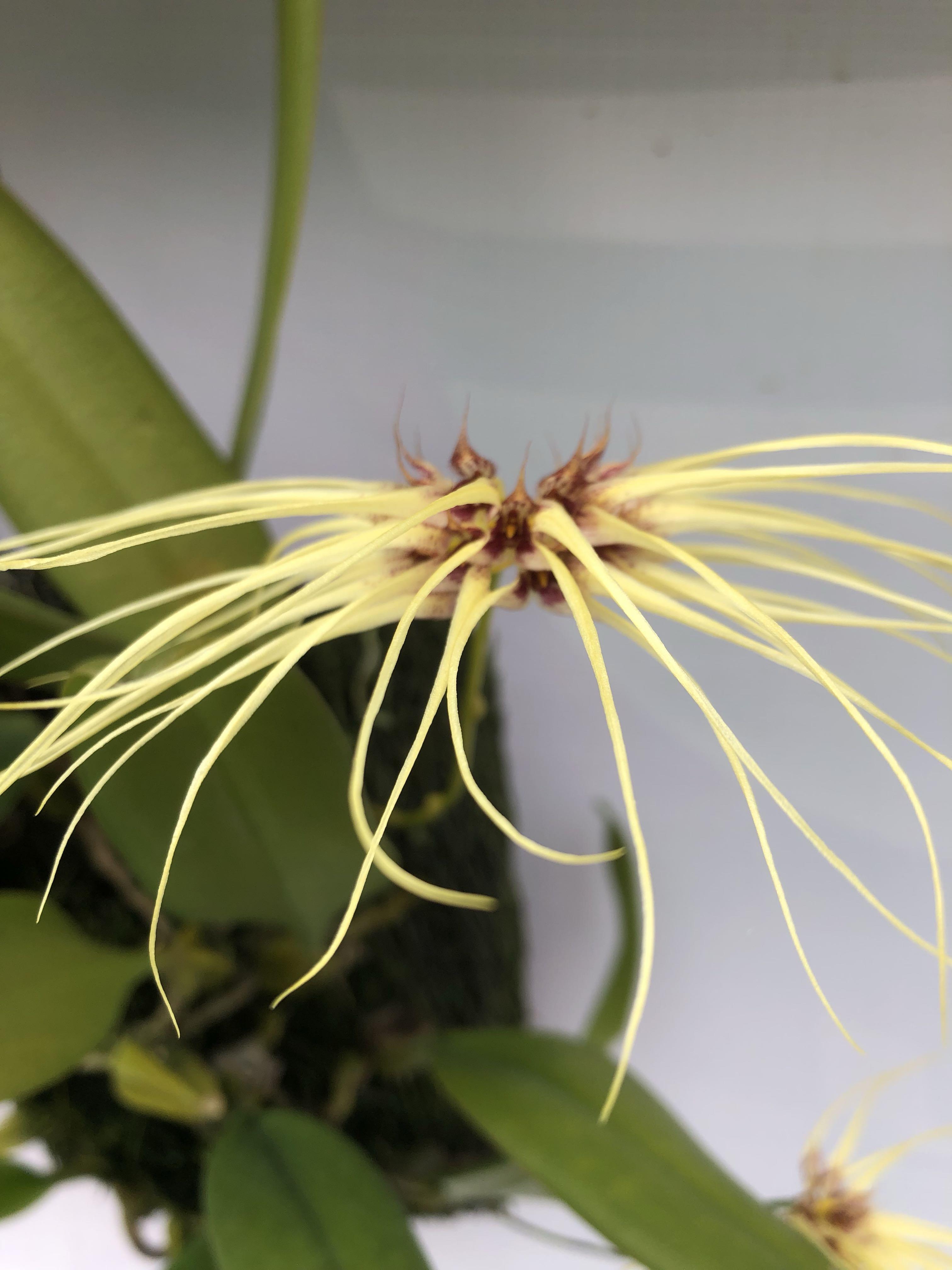 Bulbophyllum lion king., Furniture & Home Living, Gardening, Plants ...