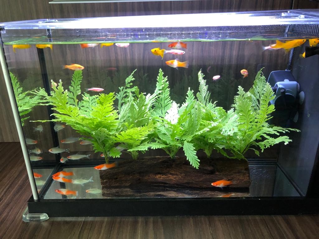 Fish tank H 30cm L 46cm w 16cm, Pet Supplies, Homes & Other Pet ...