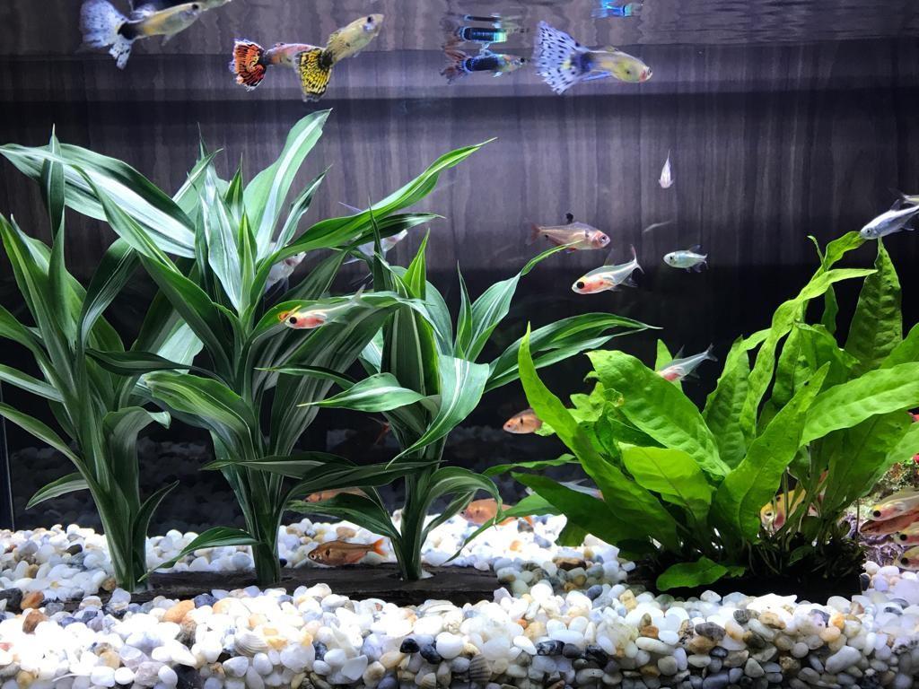 Fish tank H 30cm L 46cm w 16cm, Pet Supplies, Homes & Other Pet ...