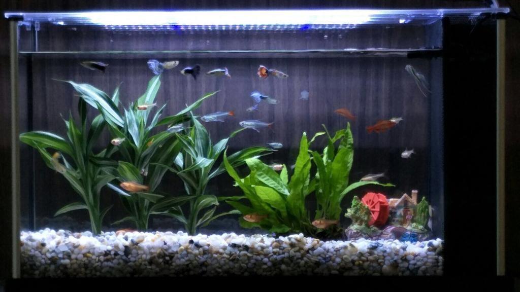 Fish tank H 30cm L 46cm w 16cm, Pet Supplies, Homes & Other Pet ...