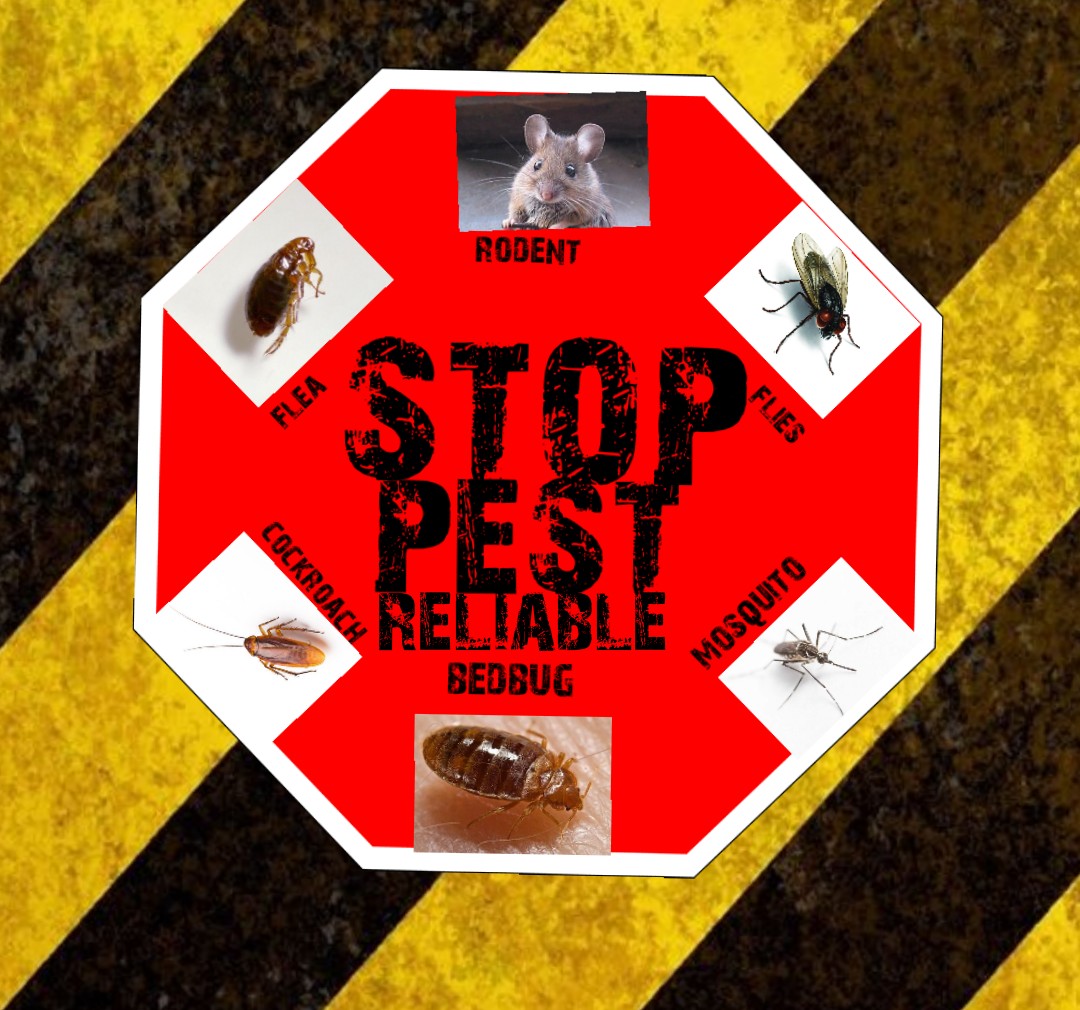 Pest control company, Announcements on Carousell