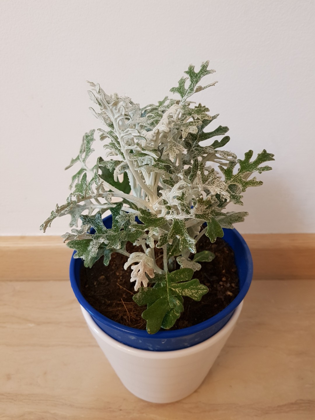 Senecio Silver Ragwort, Furniture & Home Living, Gardening, Plants ...