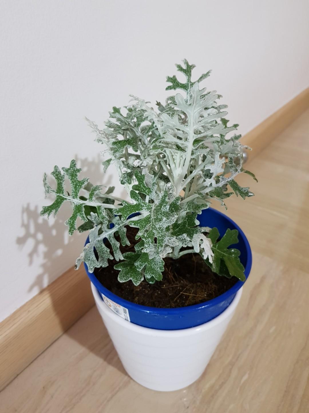 Senecio Silver Ragwort, Furniture & Home Living, Gardening, Plants ...