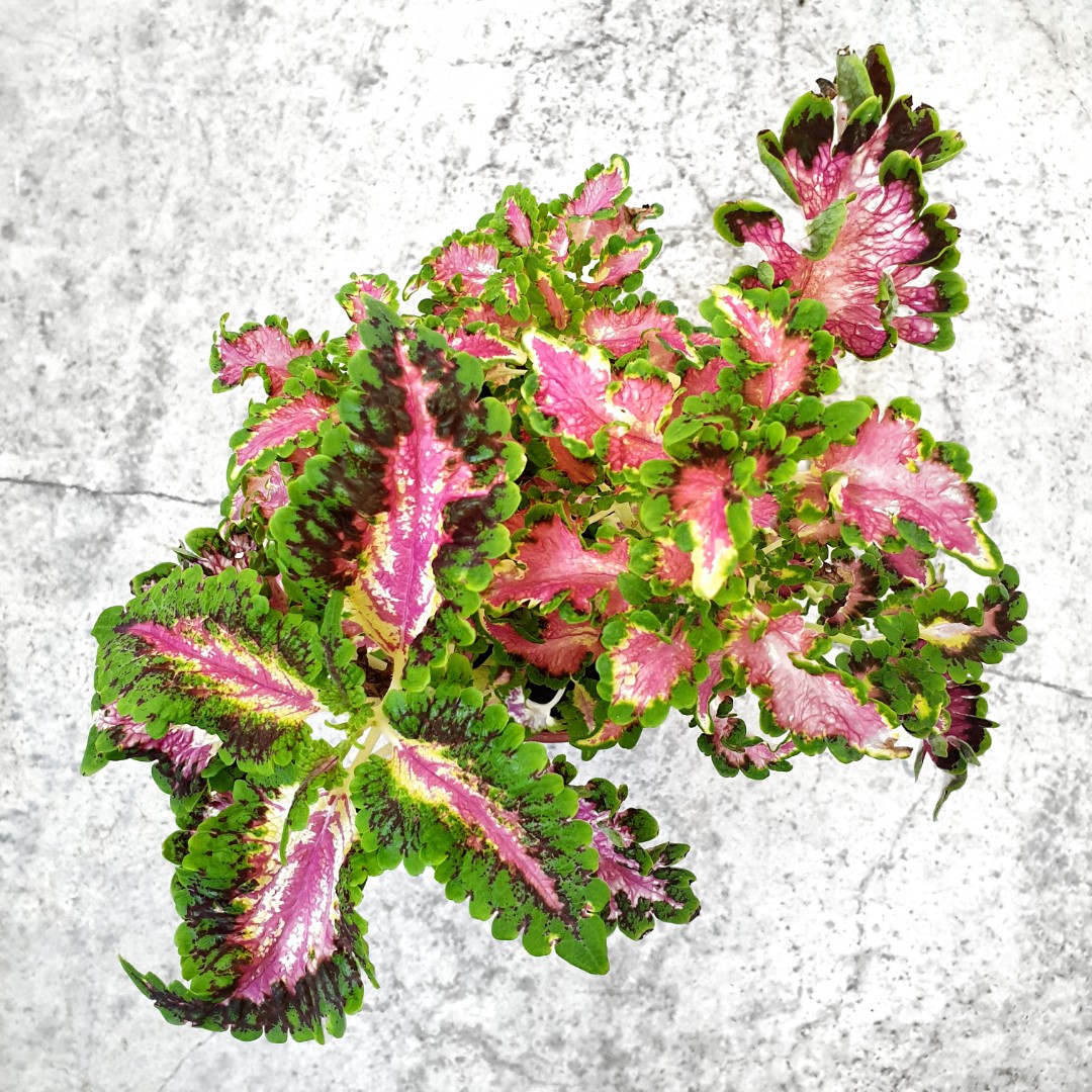 Rare Coleus, Furniture & Home Living, Gardening, Plants & Seeds on ...