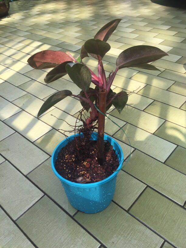 Philodendron mini red dwarf red stem red roots leaves beneath red ...