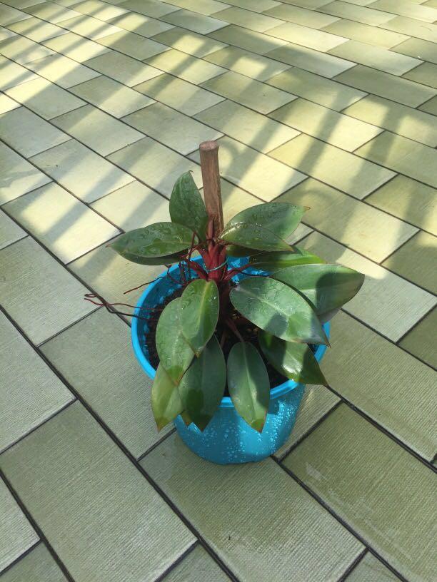 Philodendron mini red dwarf red stem red roots leaves beneath red ...