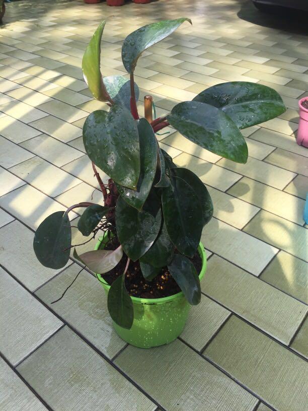Philodendron mini red dwarf red stem red roots leaves beneath red ...