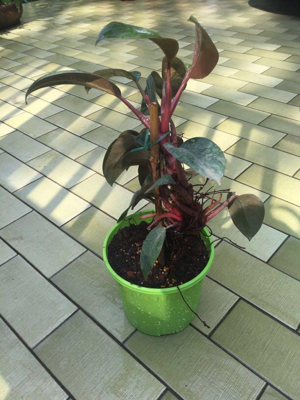 Philodendron mini red dwarf red stem red roots leaves beneath red ...