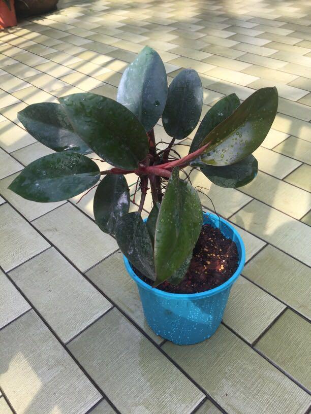 Philodendron mini red dwarf red stem red roots leaves beneath red ...