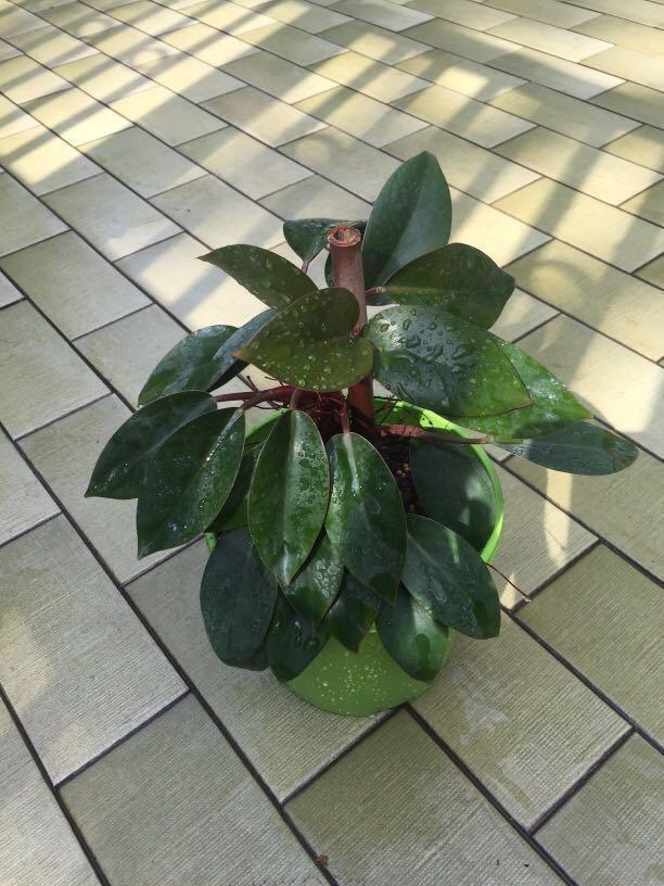 Philodendron mini red dwarf red stem red roots leaves beneath red ...