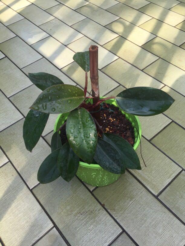 Philodendron mini red dwarf red stem red roots leaves beneath red ...