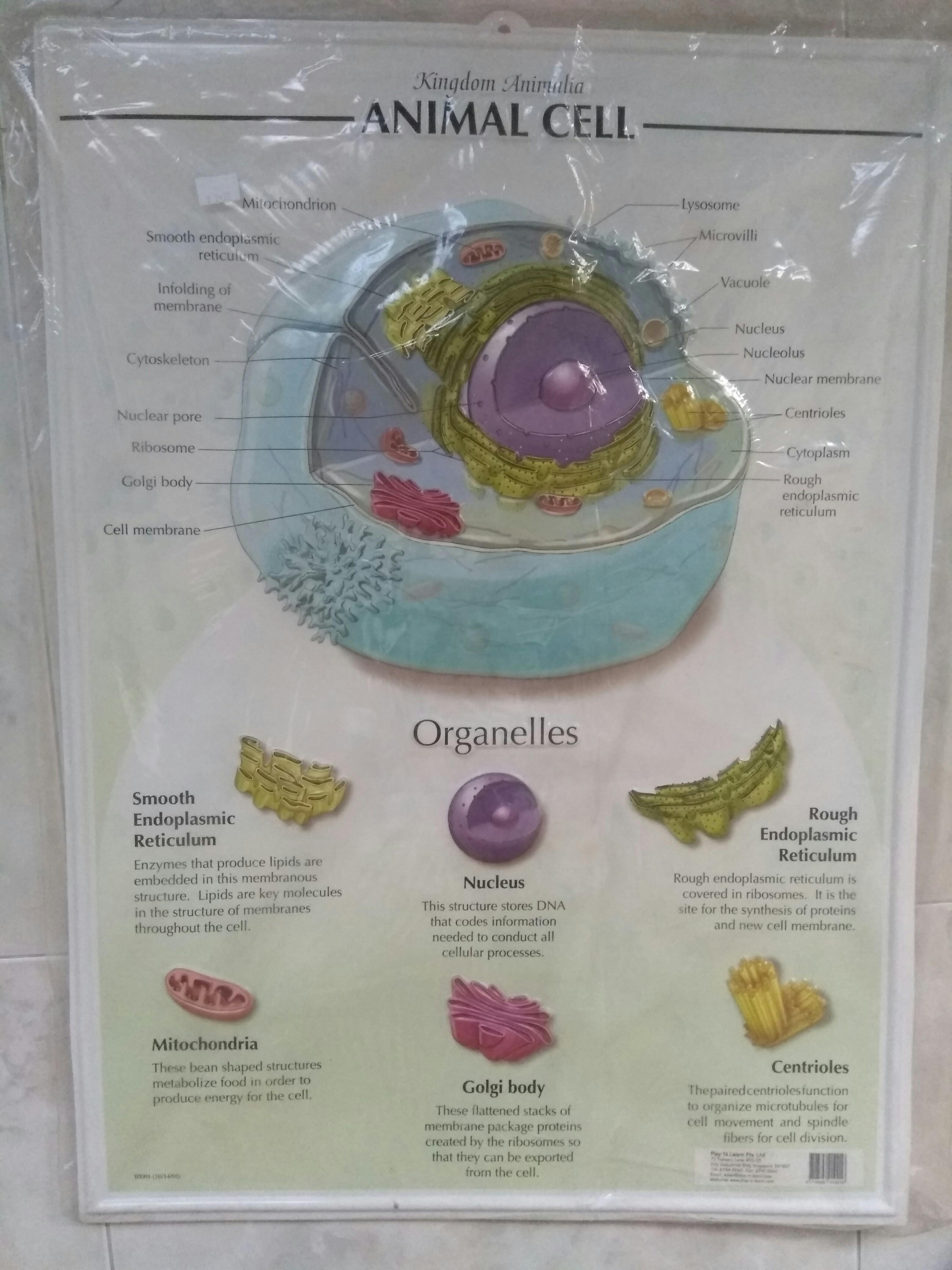 #sembawangmrt Animal and Plant Cell plastic posters., Hobbies & Toys ...