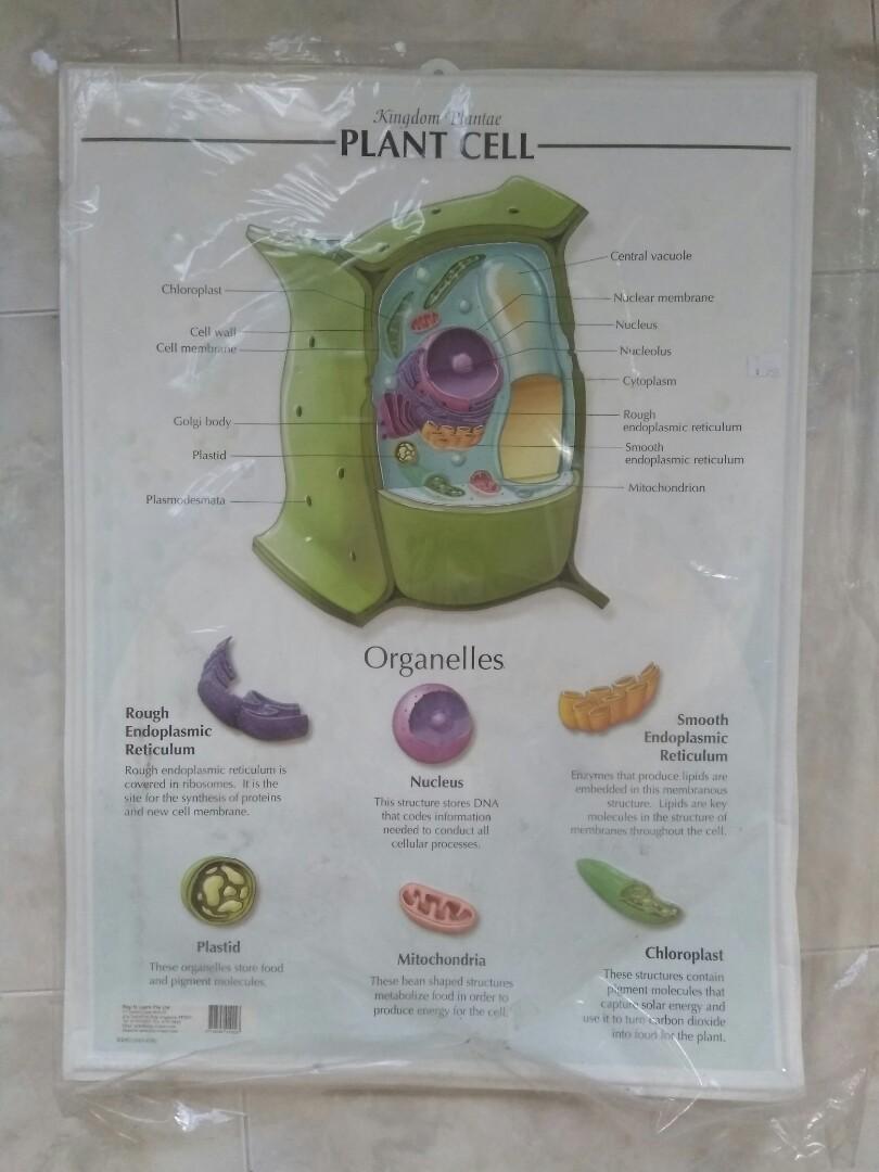 #sembawangmrt Animal and Plant Cell plastic posters., Hobbies & Toys ...