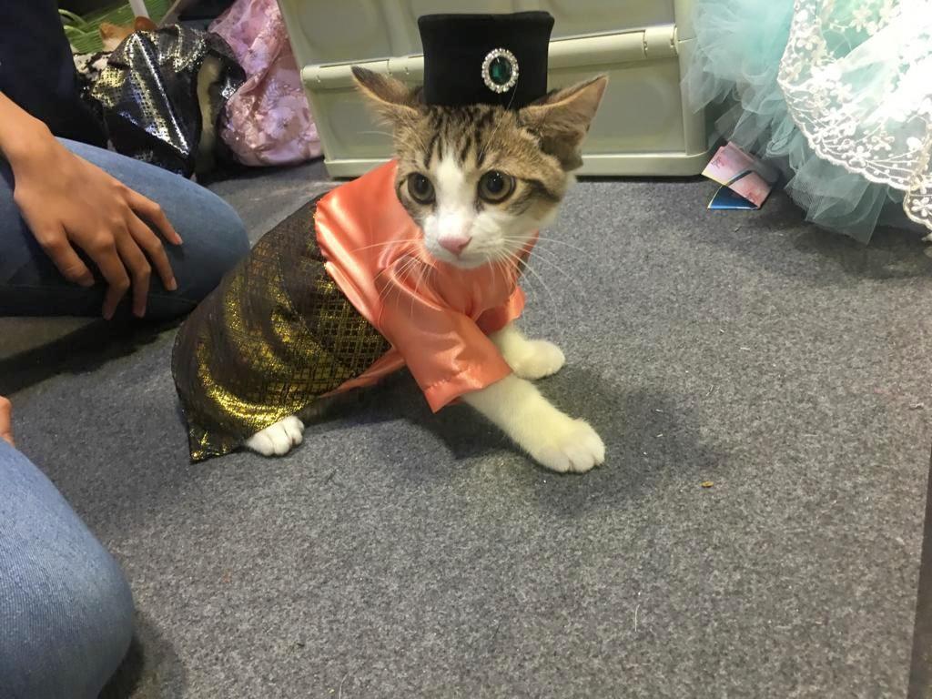 Baju raya kucing, Pet Supplies, Health & Grooming on Carousell
