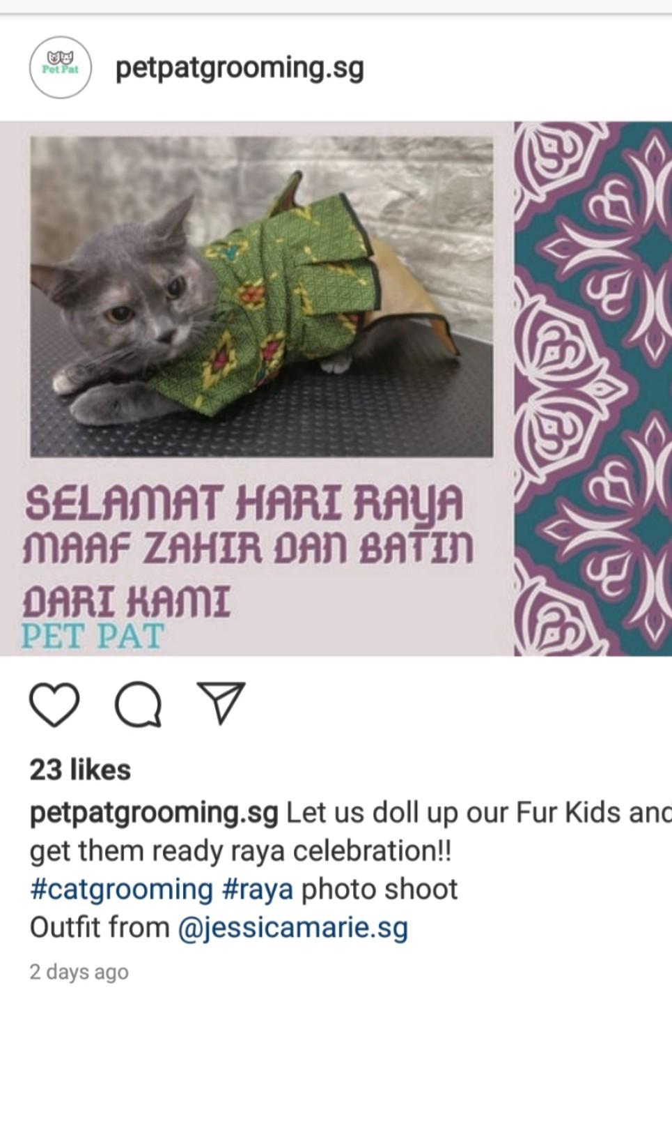 Baju raya kucing, Pet Supplies, Health & Grooming on Carousell