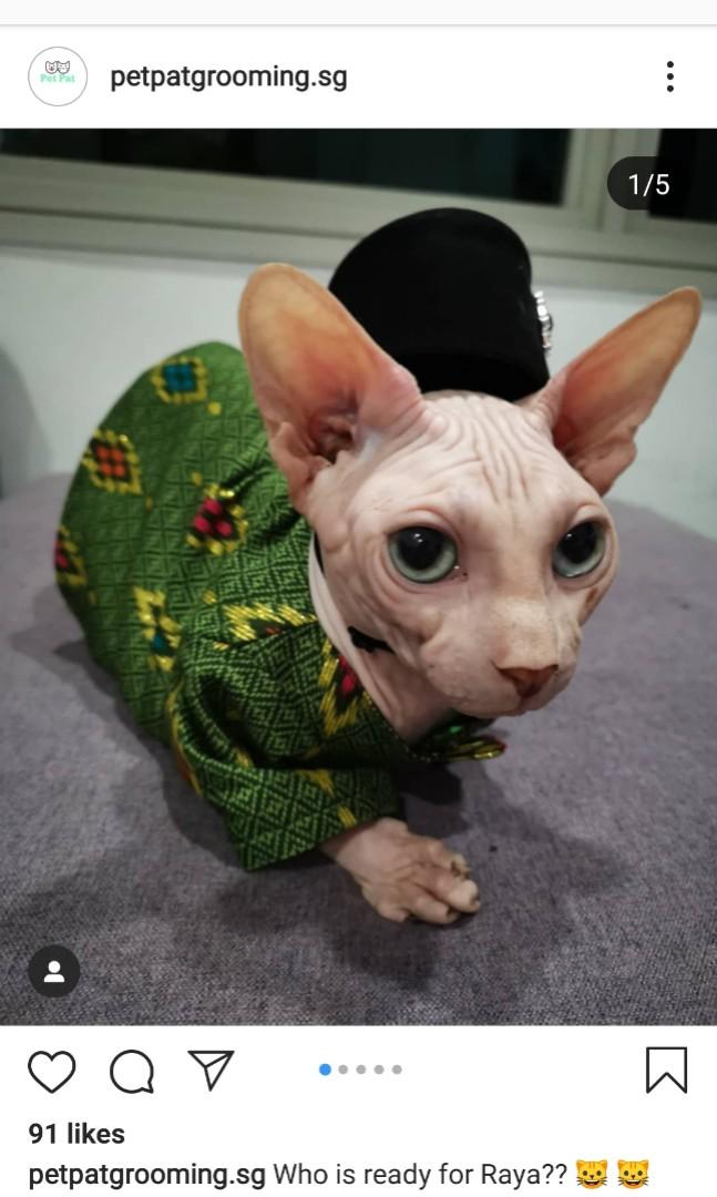 Baju raya kucing, Pet Supplies, Health & Grooming on Carousell