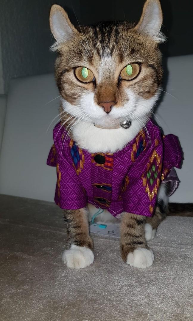Baju raya kucing, Pet Supplies, Health & Grooming on Carousell