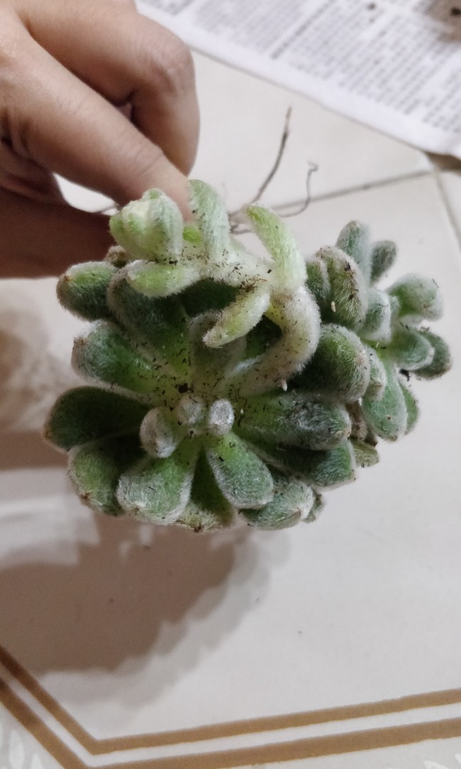 Mexican Firecracker (Echeveria Sentosa), Furniture & Home Living ...