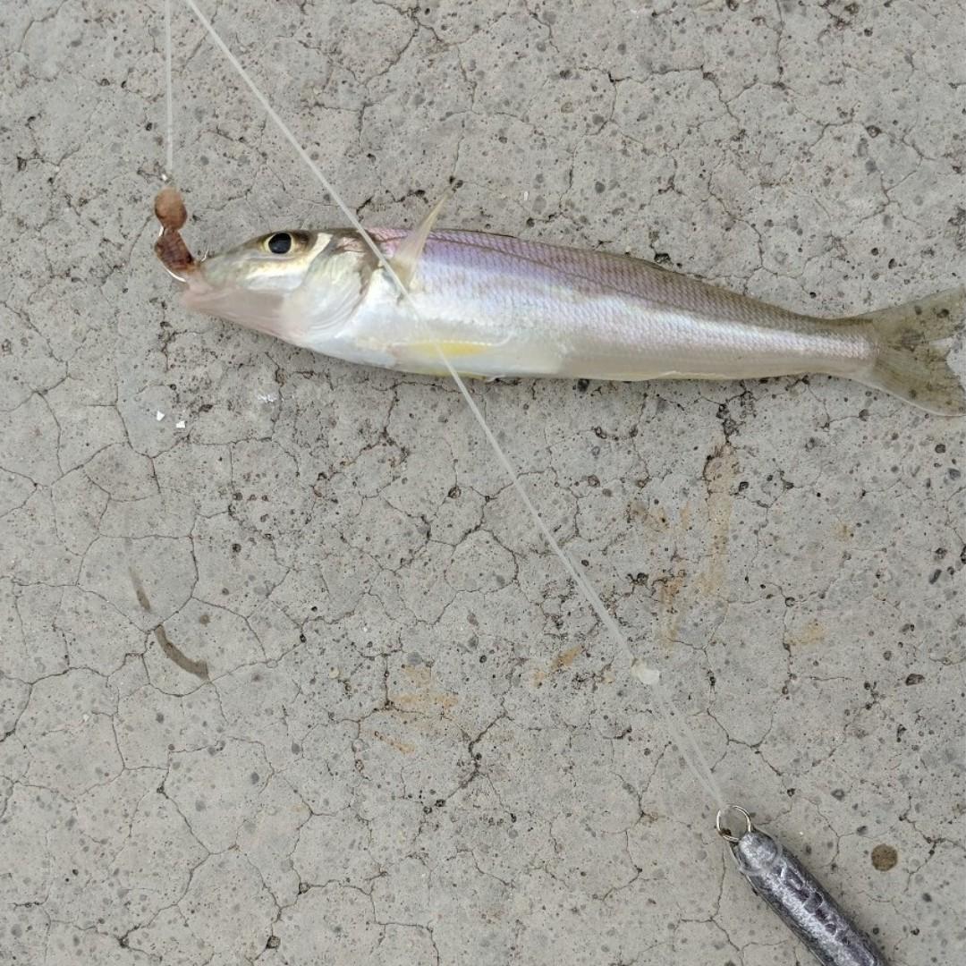 Sand Whiting Rigs (Single & Double Pack) x CAST&CATCH, Sports Equipment ...