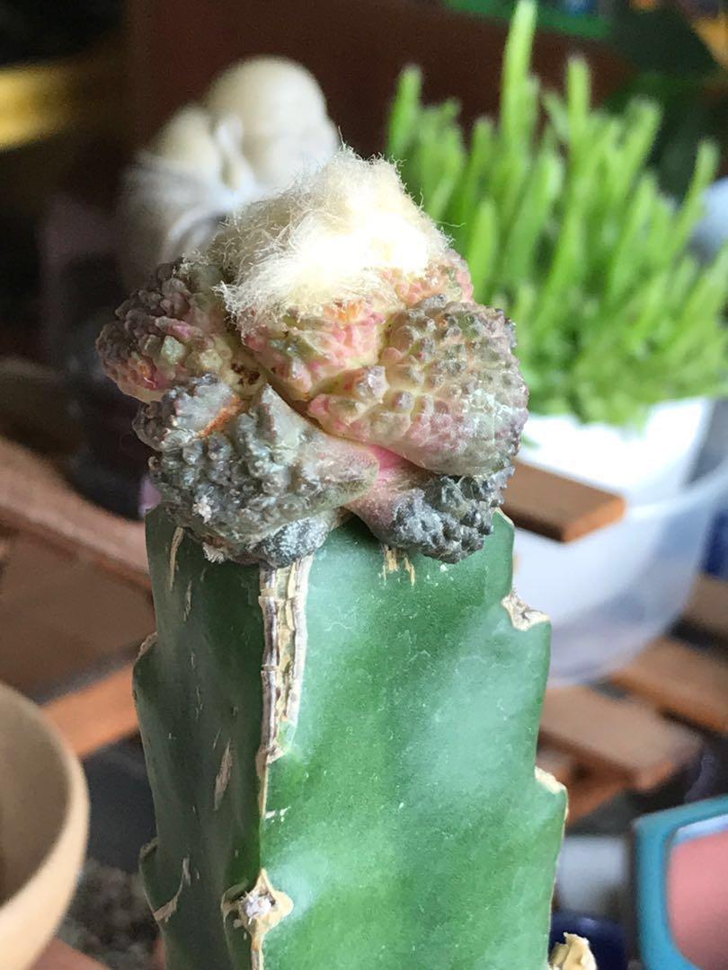 Ariocarpus Godzilla Variegated (Grafted), Furniture & Home Living ... Ariocarpus Godzilla Variegated (Grafted), Furniture & Home Living ...