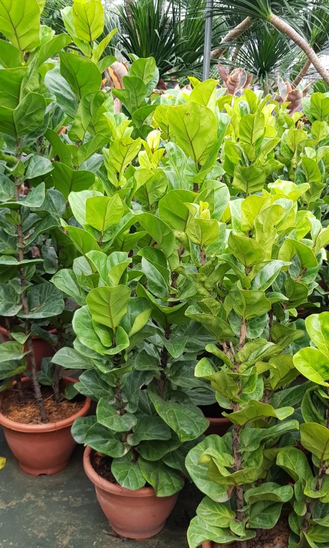 Plant - Ficus Lyrata Fig in Fibre pot with lecca top up (4-5ft ...