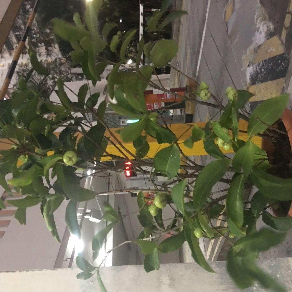 Jumbu fruit tree with fruits and many other fruit trees avail too ...