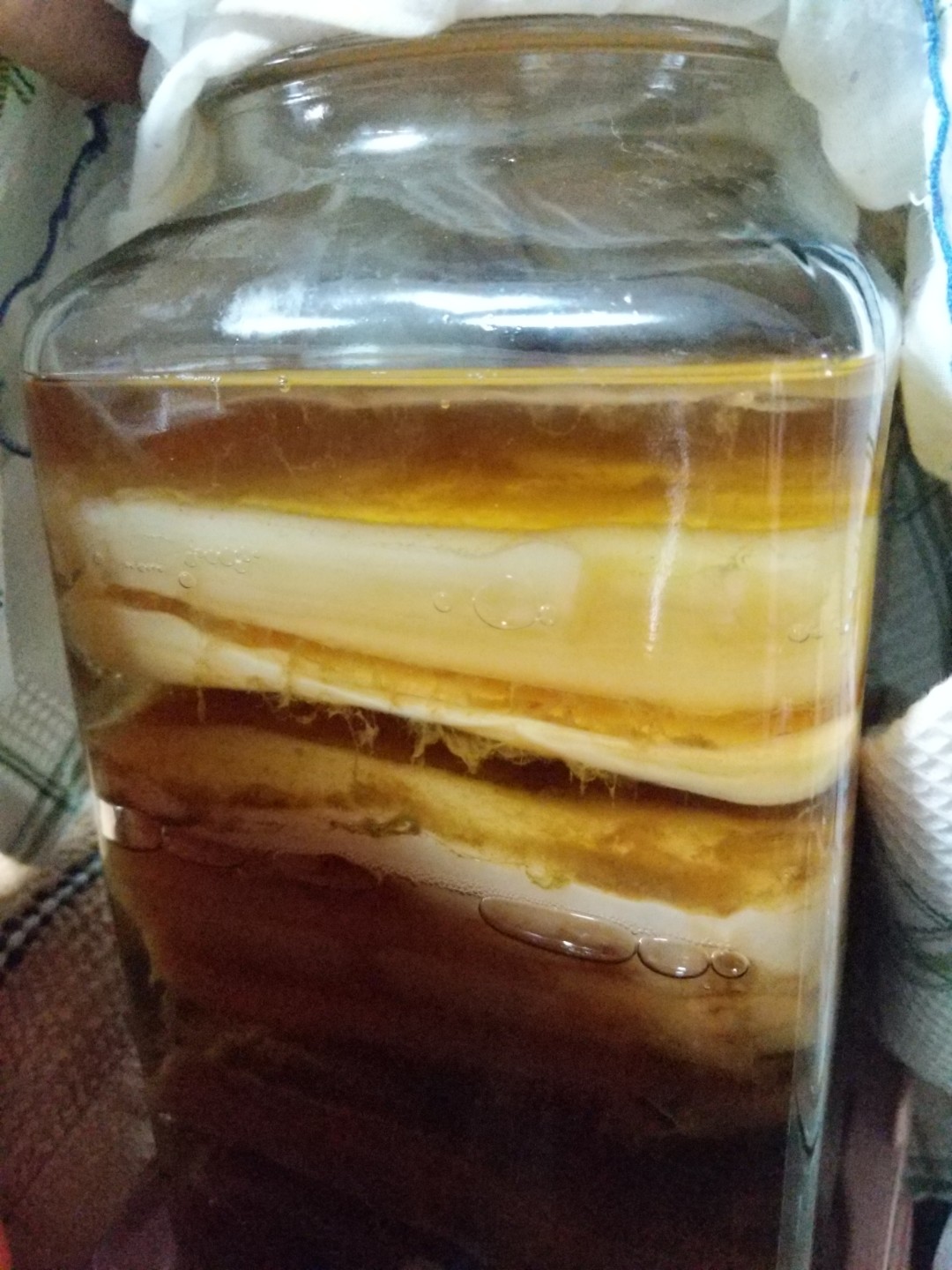 Scoby, Food & Drinks, Beverages on Carousell