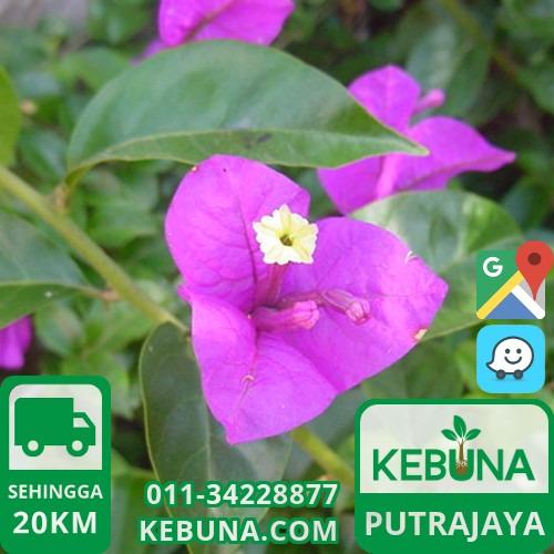 Anak Pokok Bunga Kertas Putrajaya - Bougainvillea Plant, Furniture ...