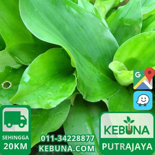 Anak Pokok Cekur Putrajaya - Cekor Plant, Furniture & Home Living ...