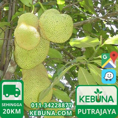 Anak Pokok Cempedak CH28 Putrajaya - Chempedak Plant, Furniture & Home ...