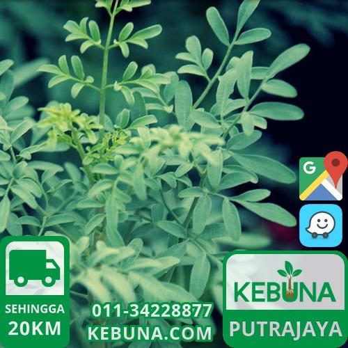 Anak Pokok Garuda Putrajaya - Aruda Inggu Rue Plant, Furniture & Home ...