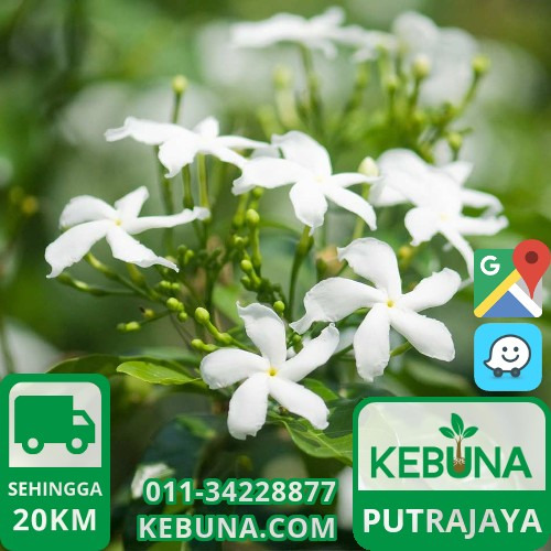 Anak Pokok Jasmin Thai Putrajaya - Jasmine, Furniture & Home Living ...