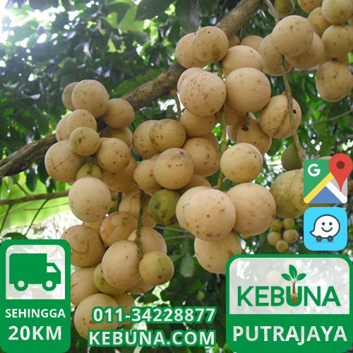 Anak Pokok Langsat Putrajaya - Plant, Furniture & Home Living ...