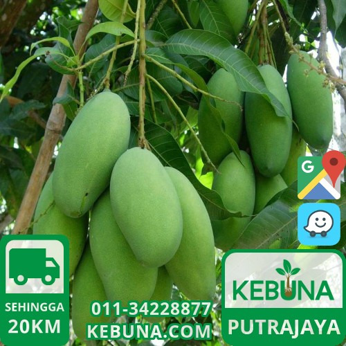 Anak Pokok Mangga Chokanan Putrajaya - Mango Plant, Furniture & Home ...