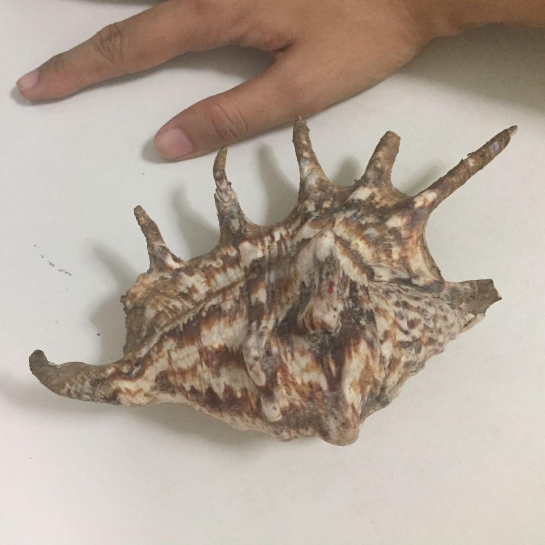 Spiky Seashell, Furniture & Home Living, Home Decor, Vases & Decorative ...