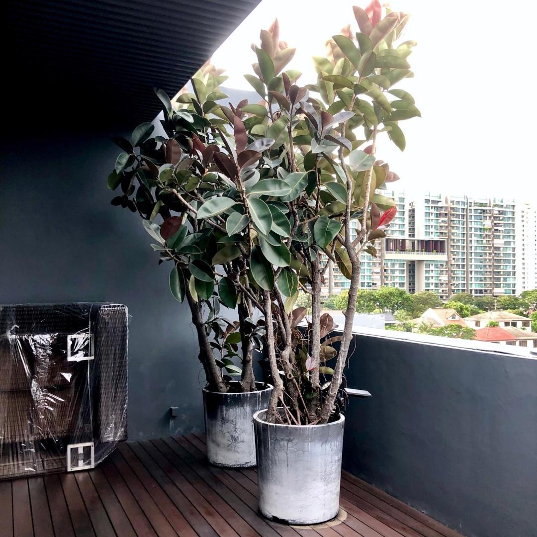 Extra Large Ficus Elastica (Rubber Tree) 2.4m, Furniture & Home Living ...