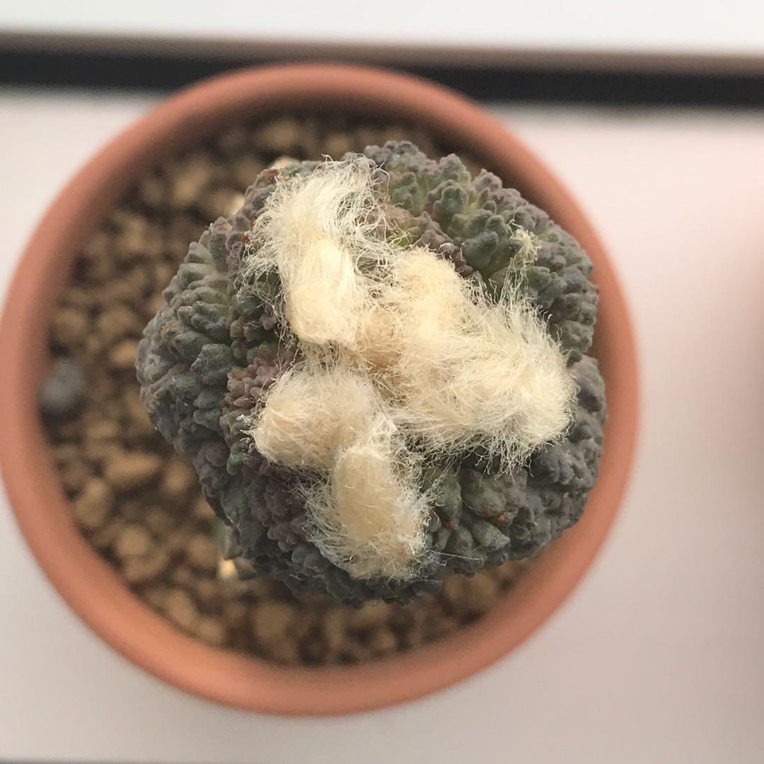 Ariocarpus Godzilla Variegated (Grafted), Furniture & Home Living ... Ariocarpus Godzilla Variegated (Grafted), Furniture & Home Living ...