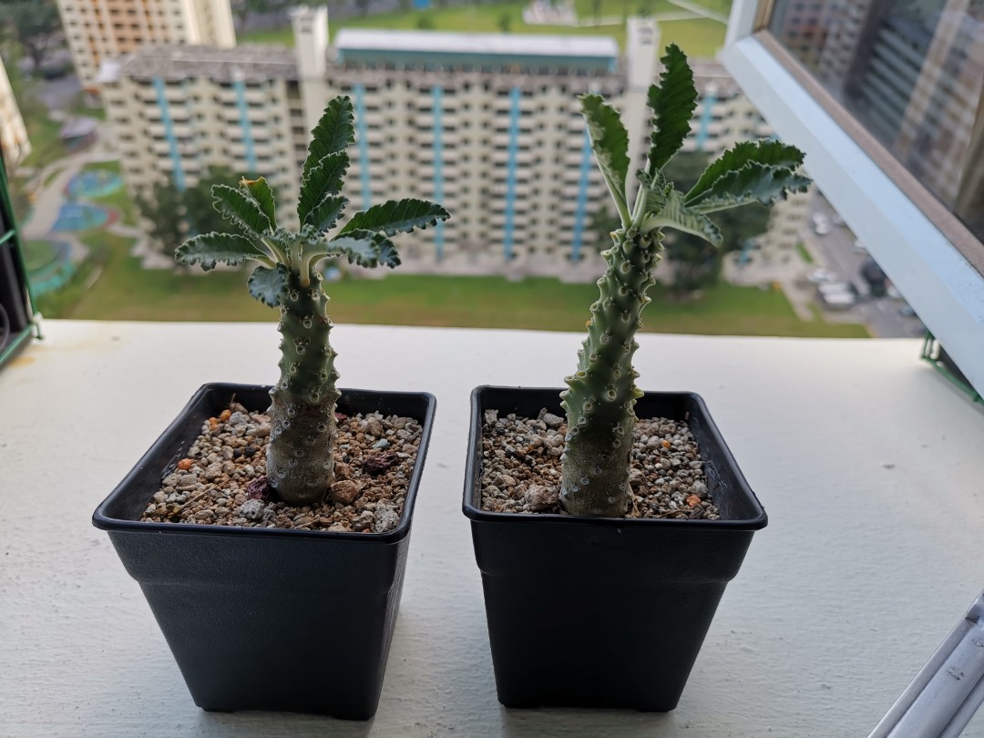 Dorstenia Lavrani, Furniture & Home Living, Gardening, Plants & Seeds ...