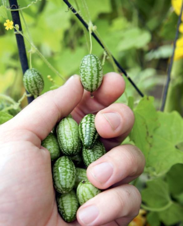 10 seeds - Cucamelon/mouse melon, Furniture & Home Living, Gardening ...