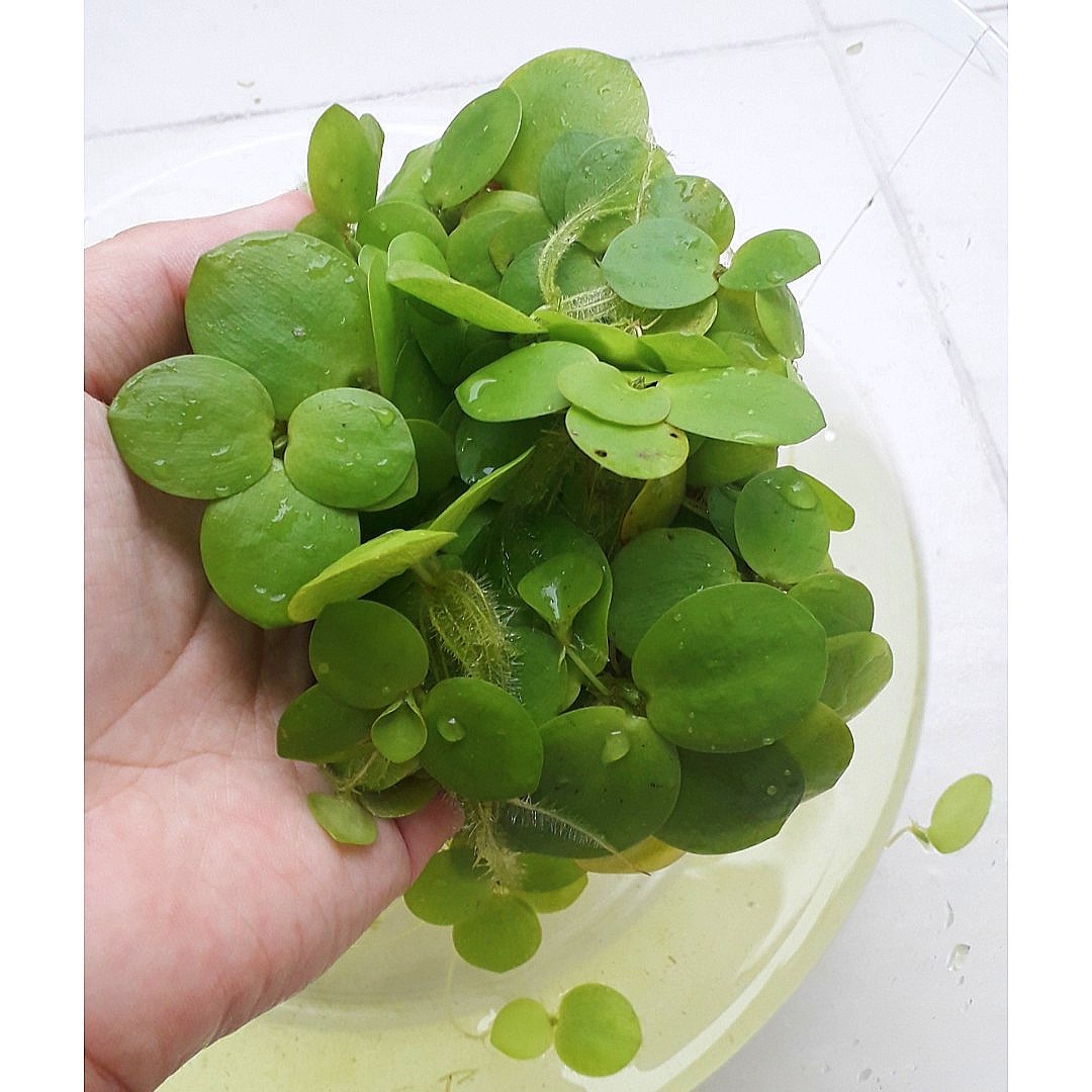 Frogbit for $2.80, Furniture & Home Living, Gardening, Plants & Seeds ...