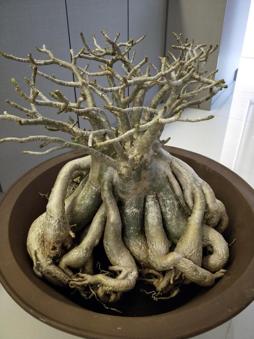 Rare original adenium arabicum with beautiful root trained., Furniture ...