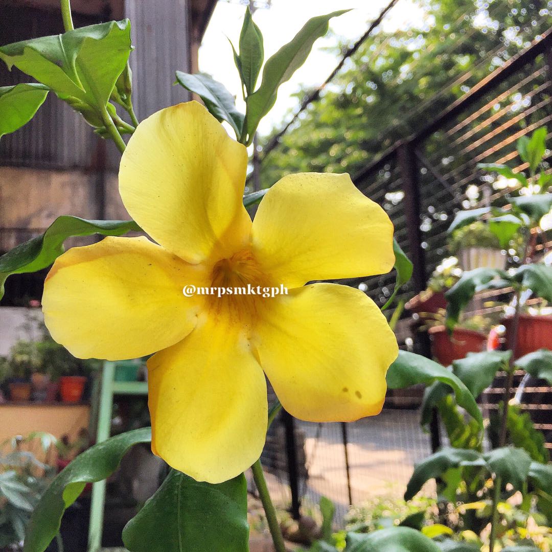 Yellow Bell Plant, Furniture & Home Living, Gardening, Plants & Seeds ...