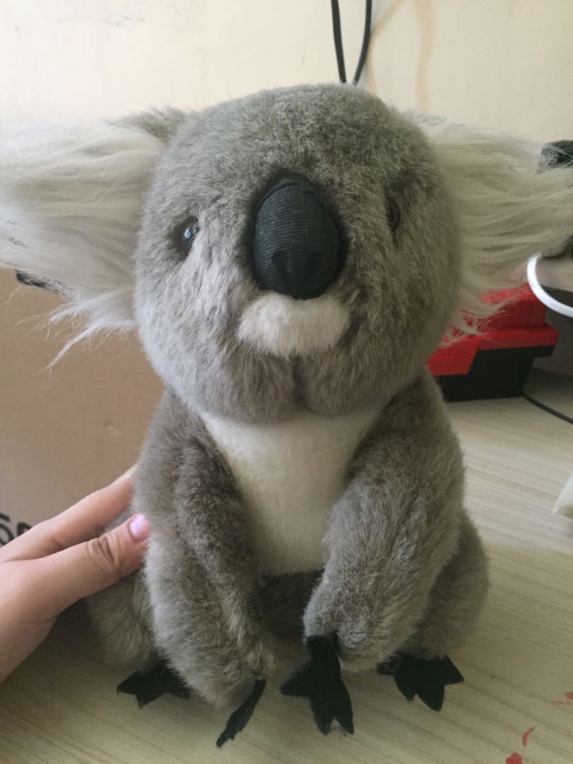 Koala, Hobbies & Toys, Toys & Games on Carousell