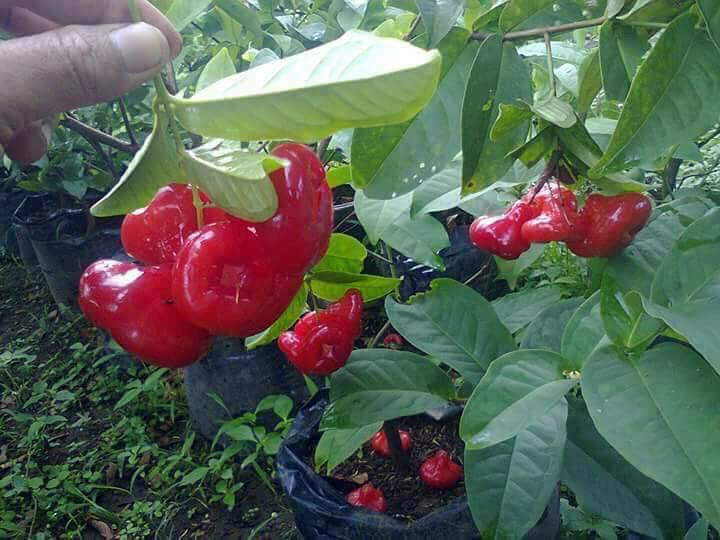 pokok tut jambu bertih merah, Furniture & Home Living, Gardening ...