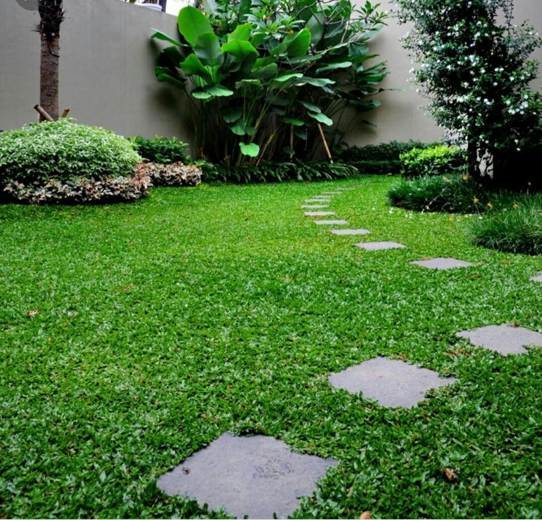 Rumput dan landscape, Furniture & Home Living, Gardening, Grass Mowers ...