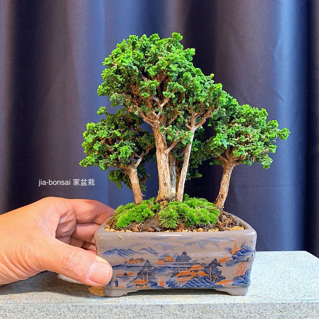 Reserved Japanese Sekka Forest Bonsai, Furniture & Home Living ...