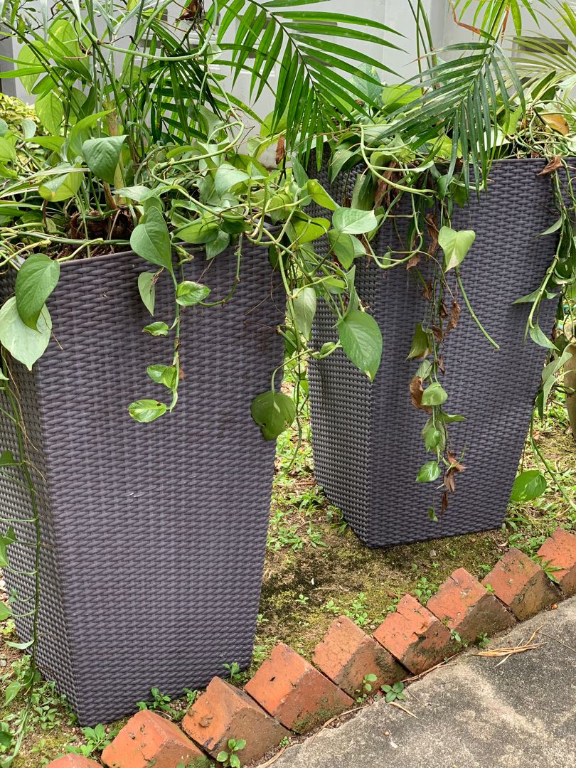 Outside Ratan inspired tall planters with Plants, Furniture & Home ...