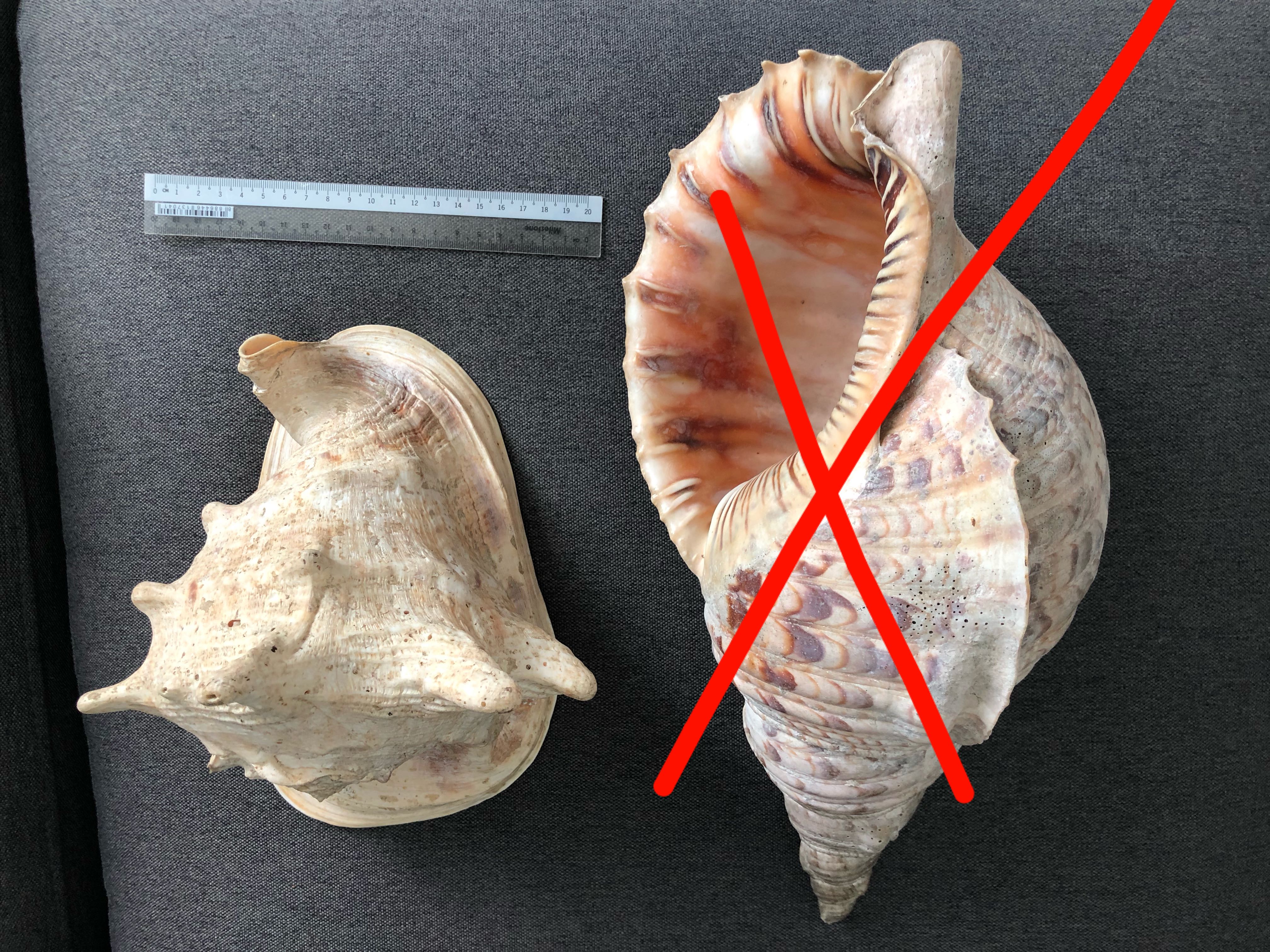 Giant Seashell Art Pieces, Hobbies & Toys, Stationery & Craft, Craft ...