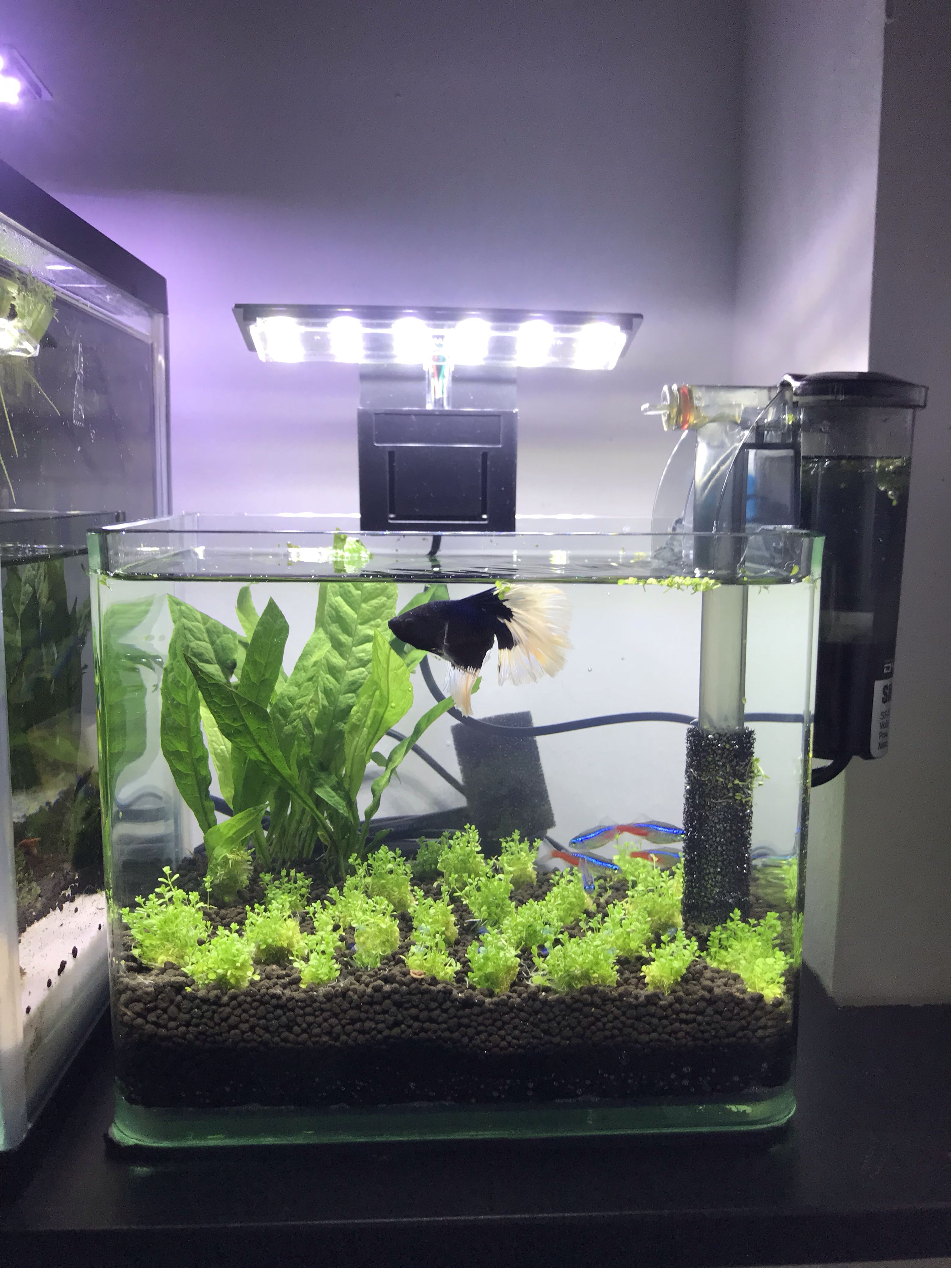 Betta tank, Pet Supplies, Homes & Other Pet Accessories on Carousell