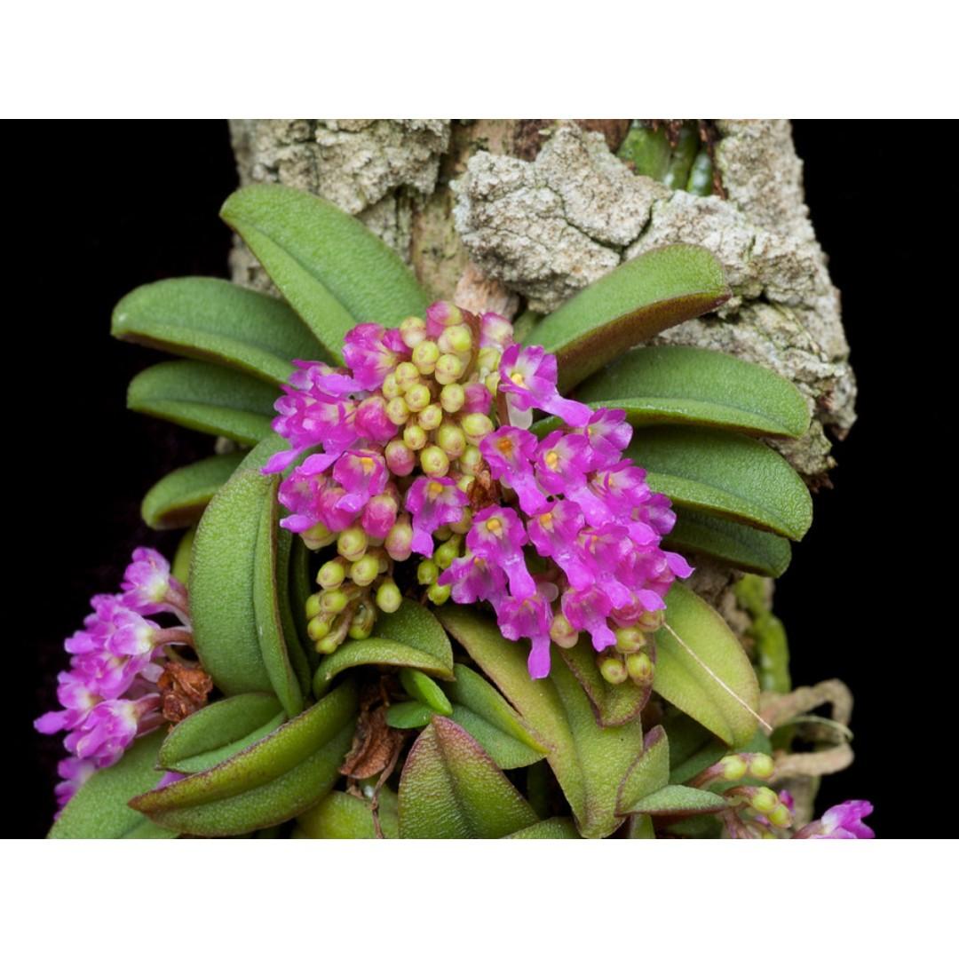 Schoenorchis fragrans miniature Orchid (fragrant), Furniture & Home ...